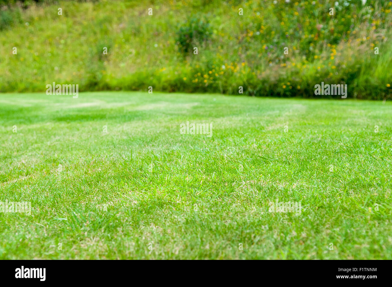 A freshly cut lawn of a garden in summer Stock Photo - Alamy