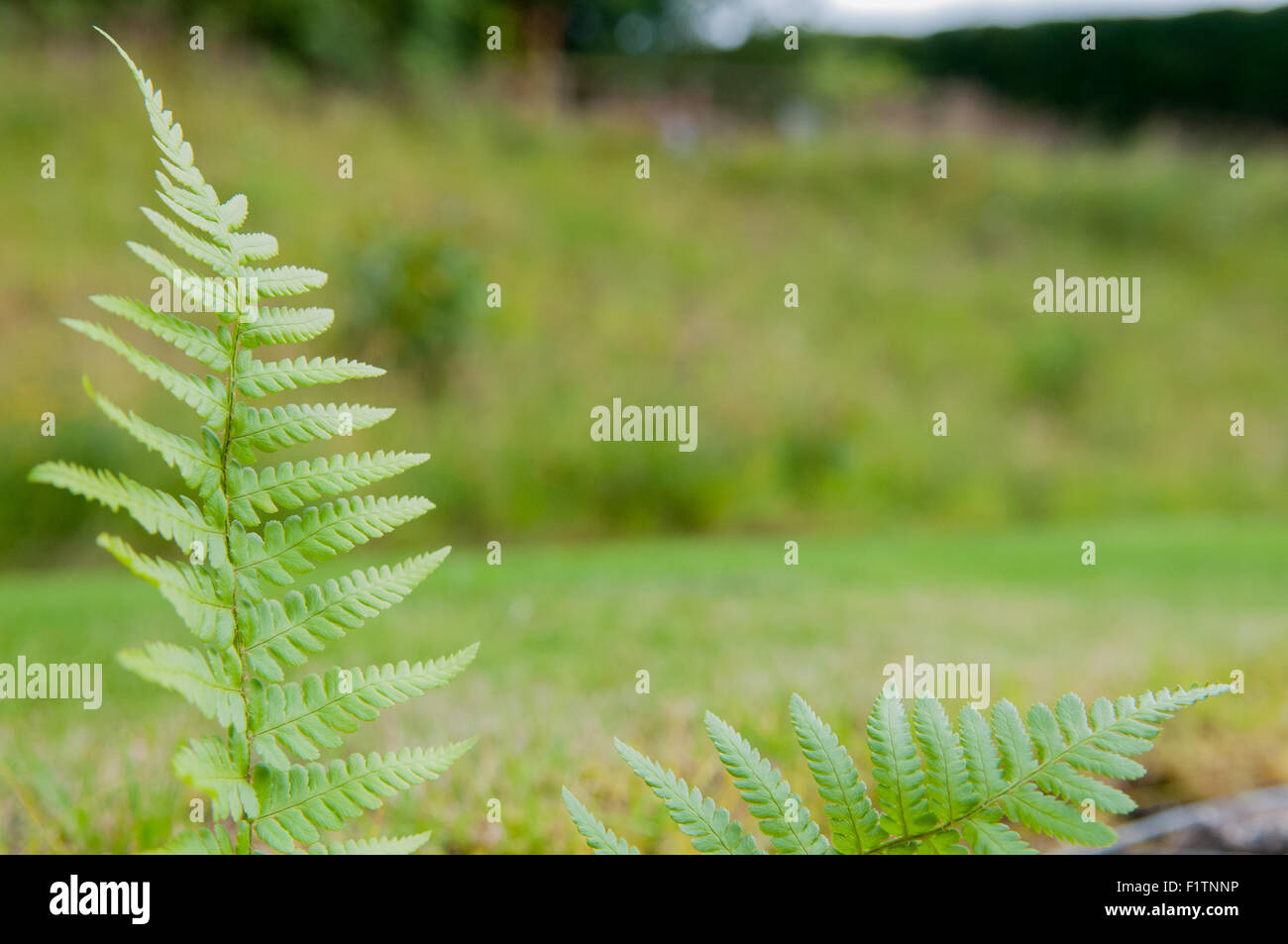 Single fern with green grass background Stock Photo - Alamy