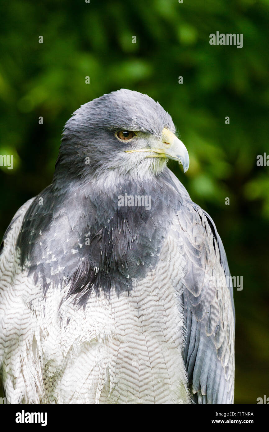 A Grey Buzzard-Eagle at the ICBP, Newent, Gloucester Stock Photo - Alamy