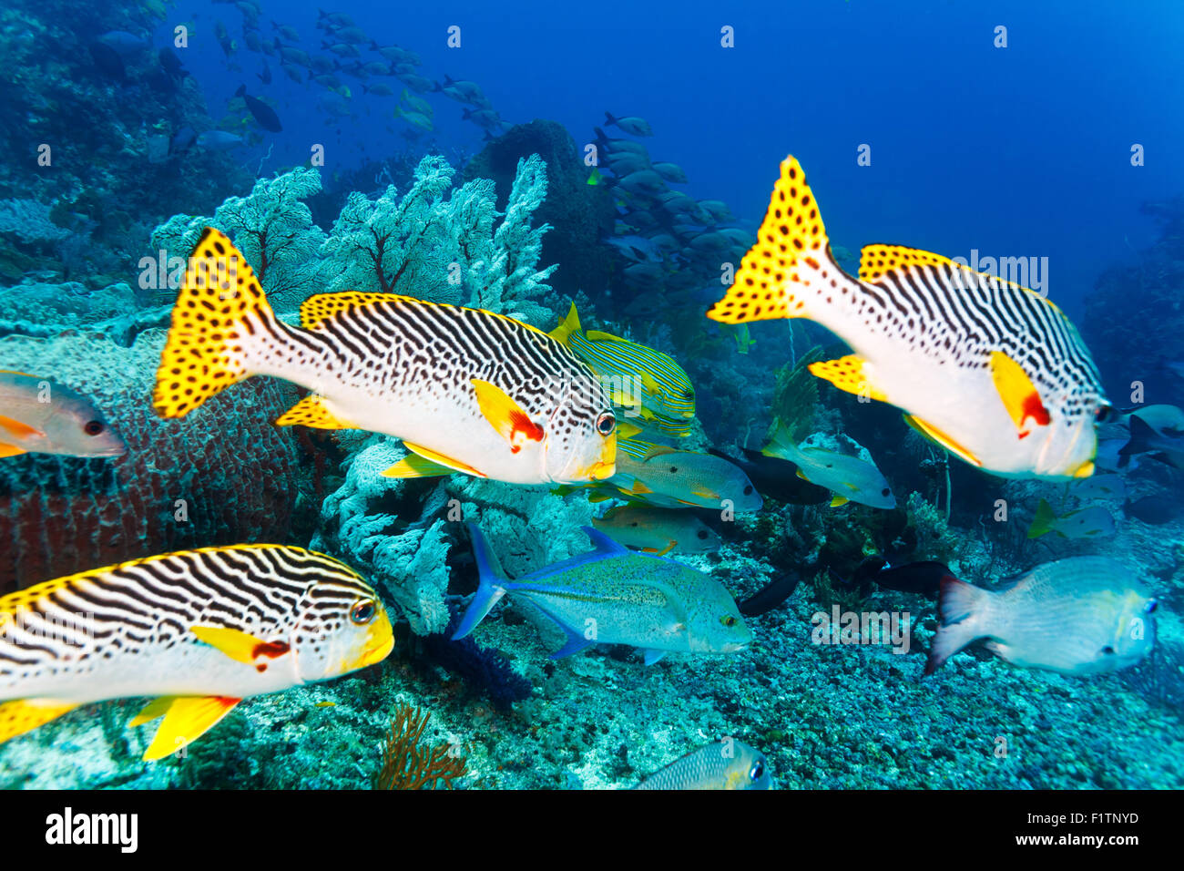 Underwater Landscape with Sweetlips Fishes near Tropical Coral Reef ...