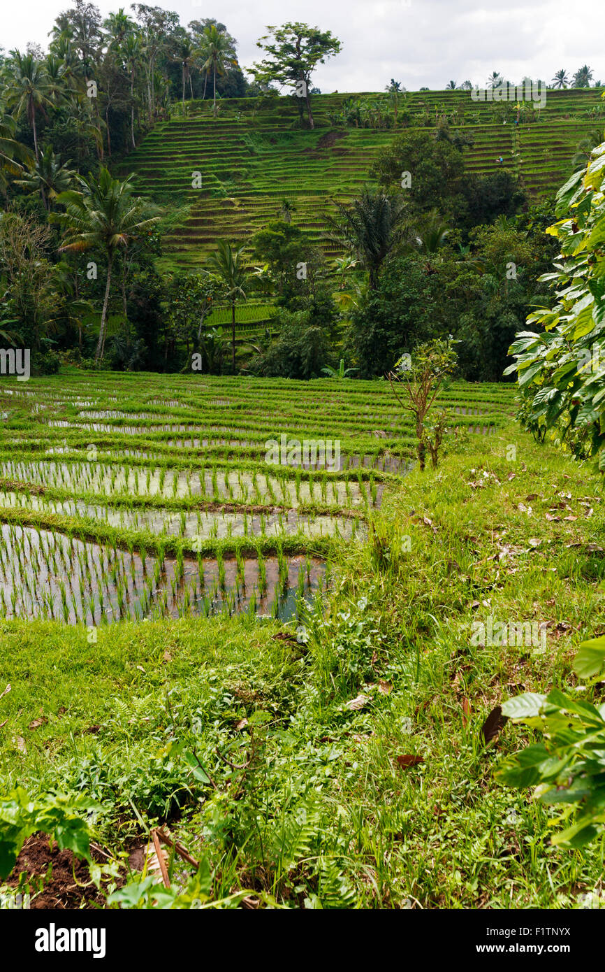 Rice terrace fields, Bali, Indonesia Stock Photo - Alamy
