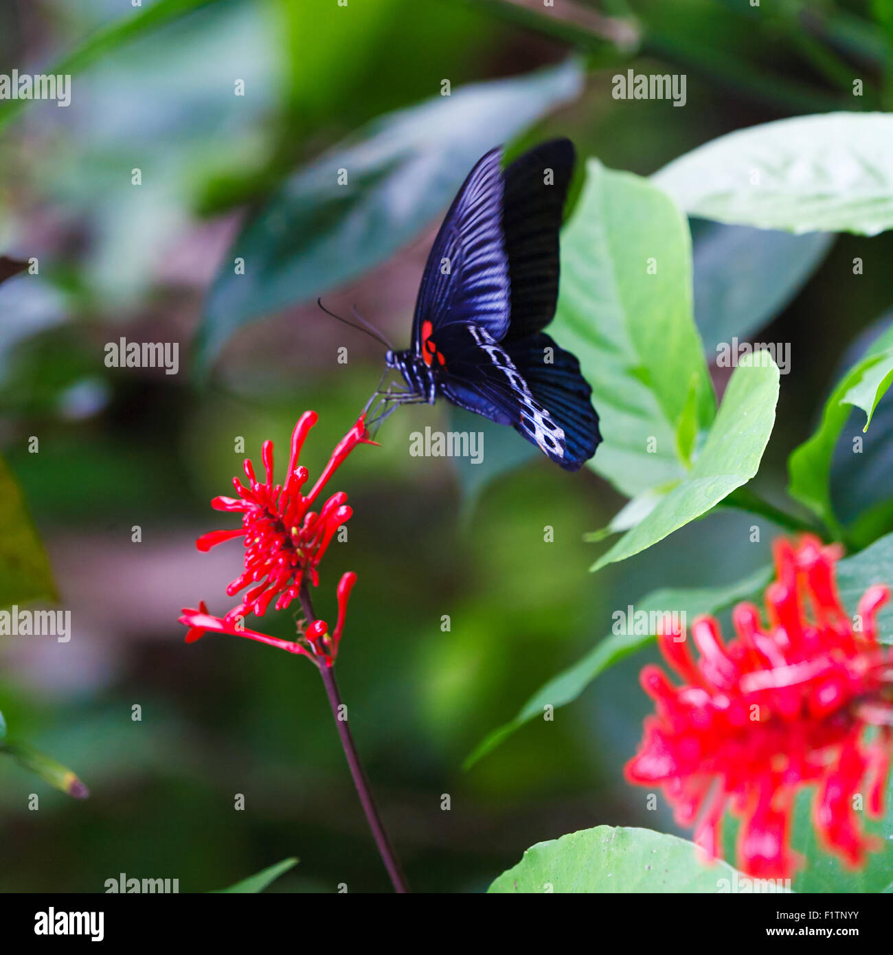 Big Blue Butterfly, Bali, Indonesia Stock Photo - Alamy