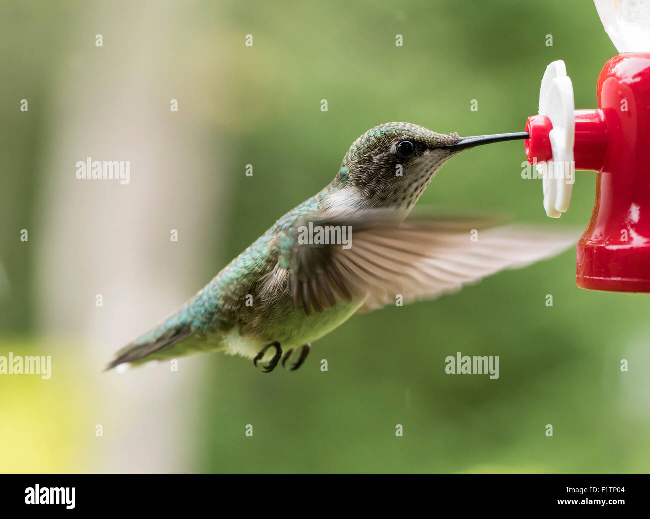 Ruby-Throated Hummingbird at Nectar Feeder Stock Photo - Alamy