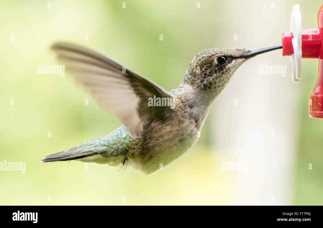Ruby-Throated Hummingbird at Nectar Feeder Stock Photo - Alamy