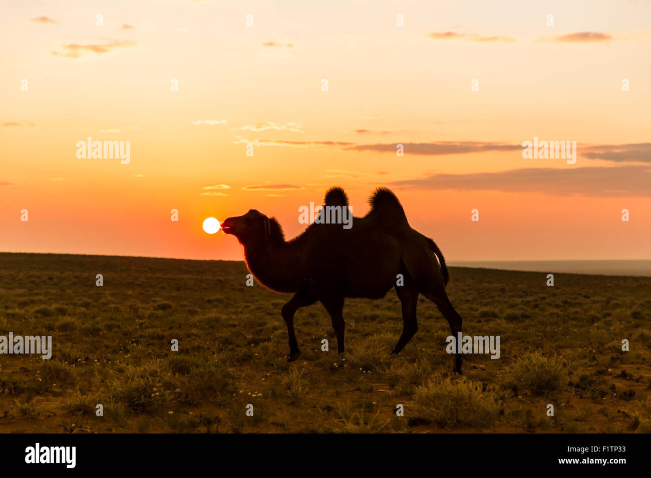 Camel Kissing the Sun Stock Photo - Alamy