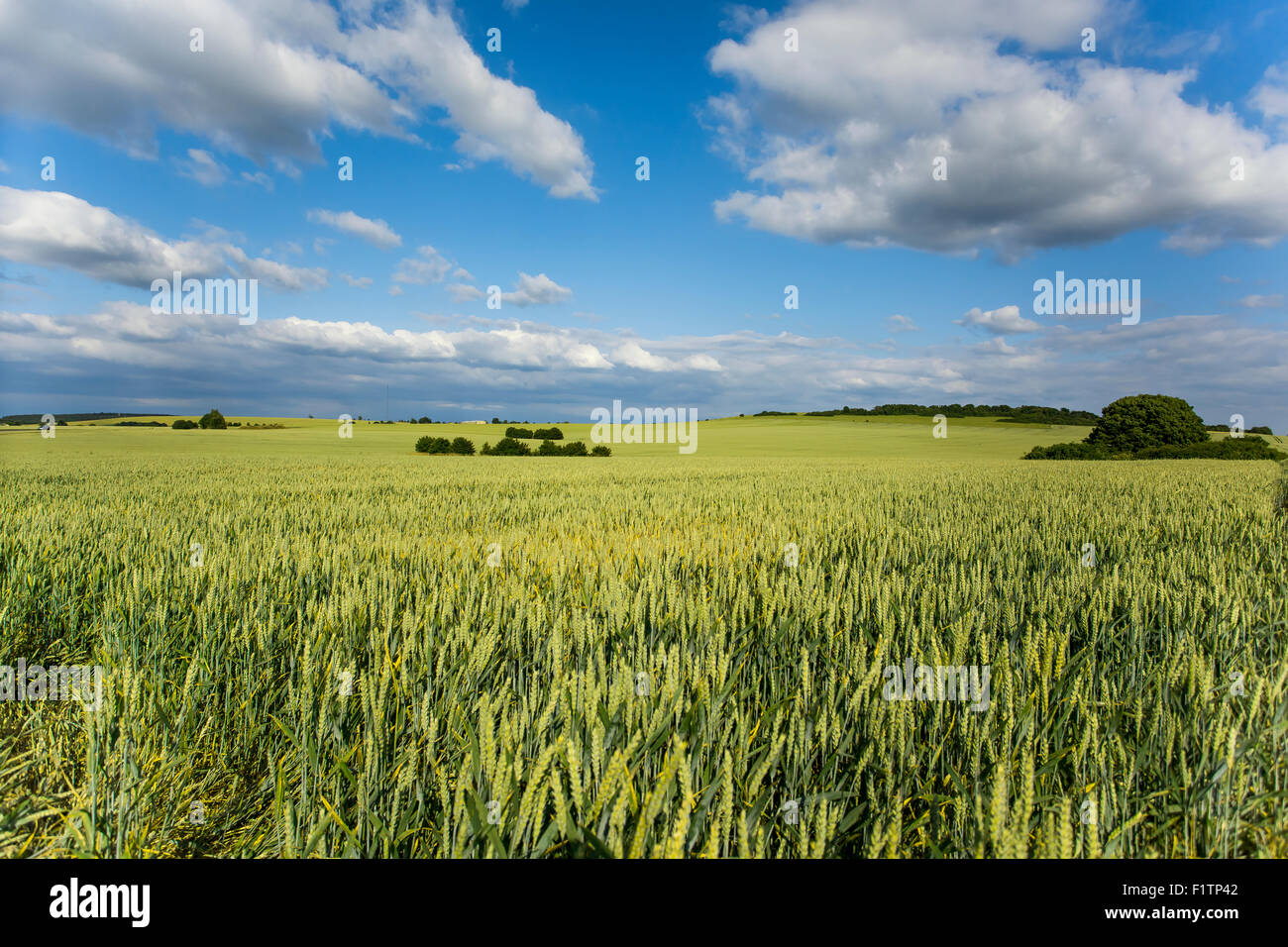 Open field of wheat Stock Photo - Alamy