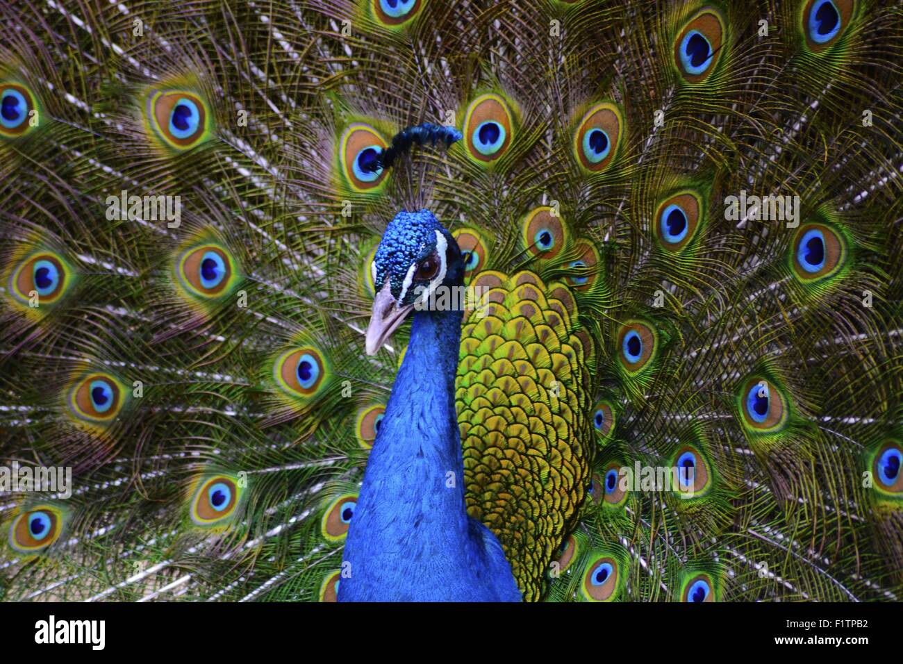 Indian Peacock High Resolution Stock Photography and Images - Alamy