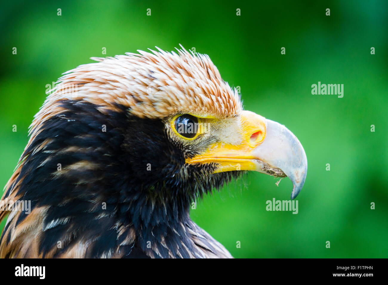A captive Verreaux's eagle at the international centre for birds of ...
