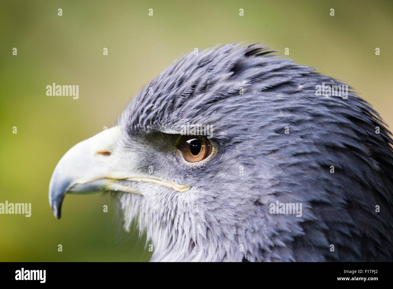 A Grey Buzzard-Eagle at the ICBP, Newent, Gloucester Stock Photo - Alamy
