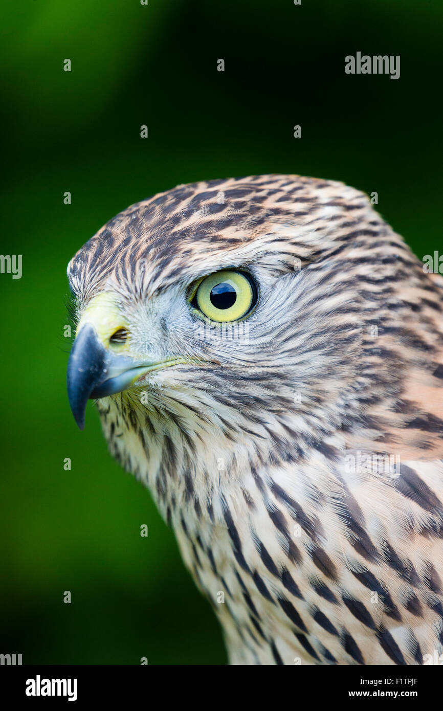 A Juvenile Goshawk at the ICBP in Newent, Gloucester Stock Photo - Alamy