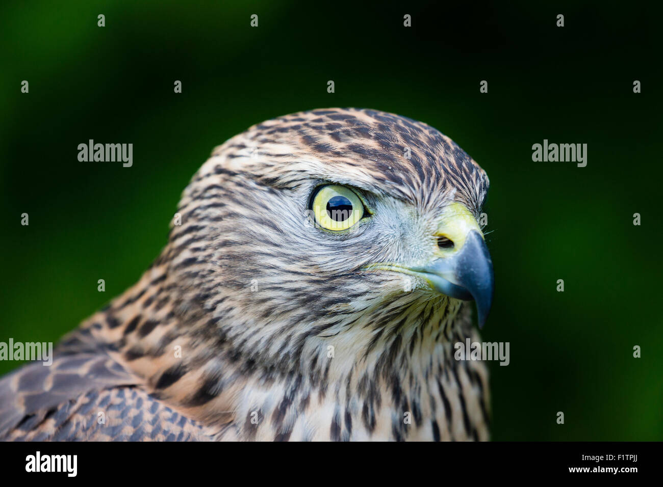Goshawk uk hi-res stock photography and images - Alamy