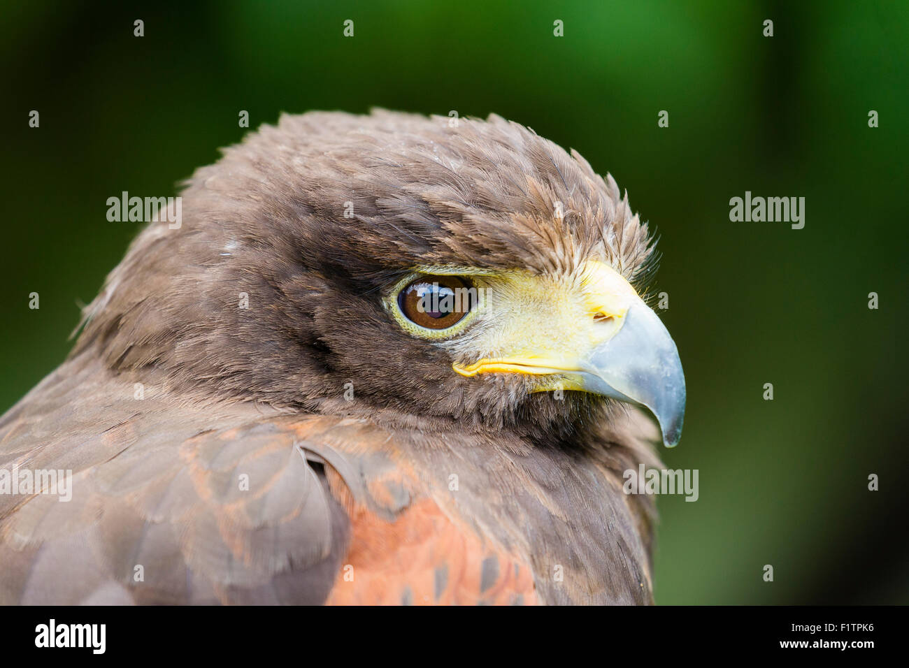 A bay-winged hawk at the ICBP in Newent, Gloucester Stock Photo - Alamy