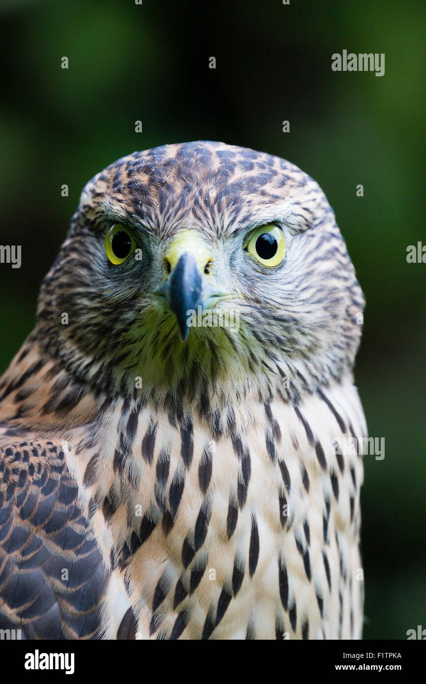 Goshawk uk hi-res stock photography and images - Alamy