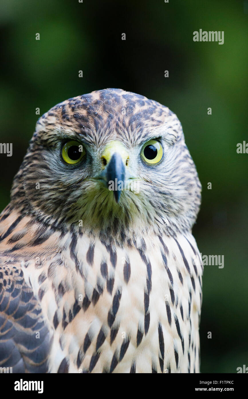 A Juvenile Goshawk at the ICBP in Newent, Gloucester Stock Photo - Alamy
