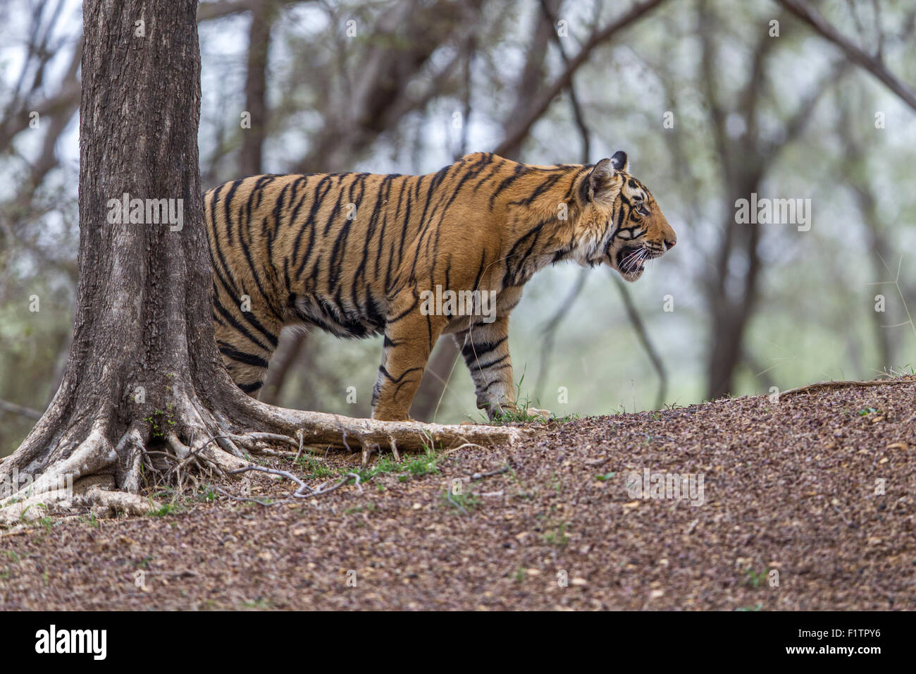 Side view tiger hi-res stock photography and images - Alamy