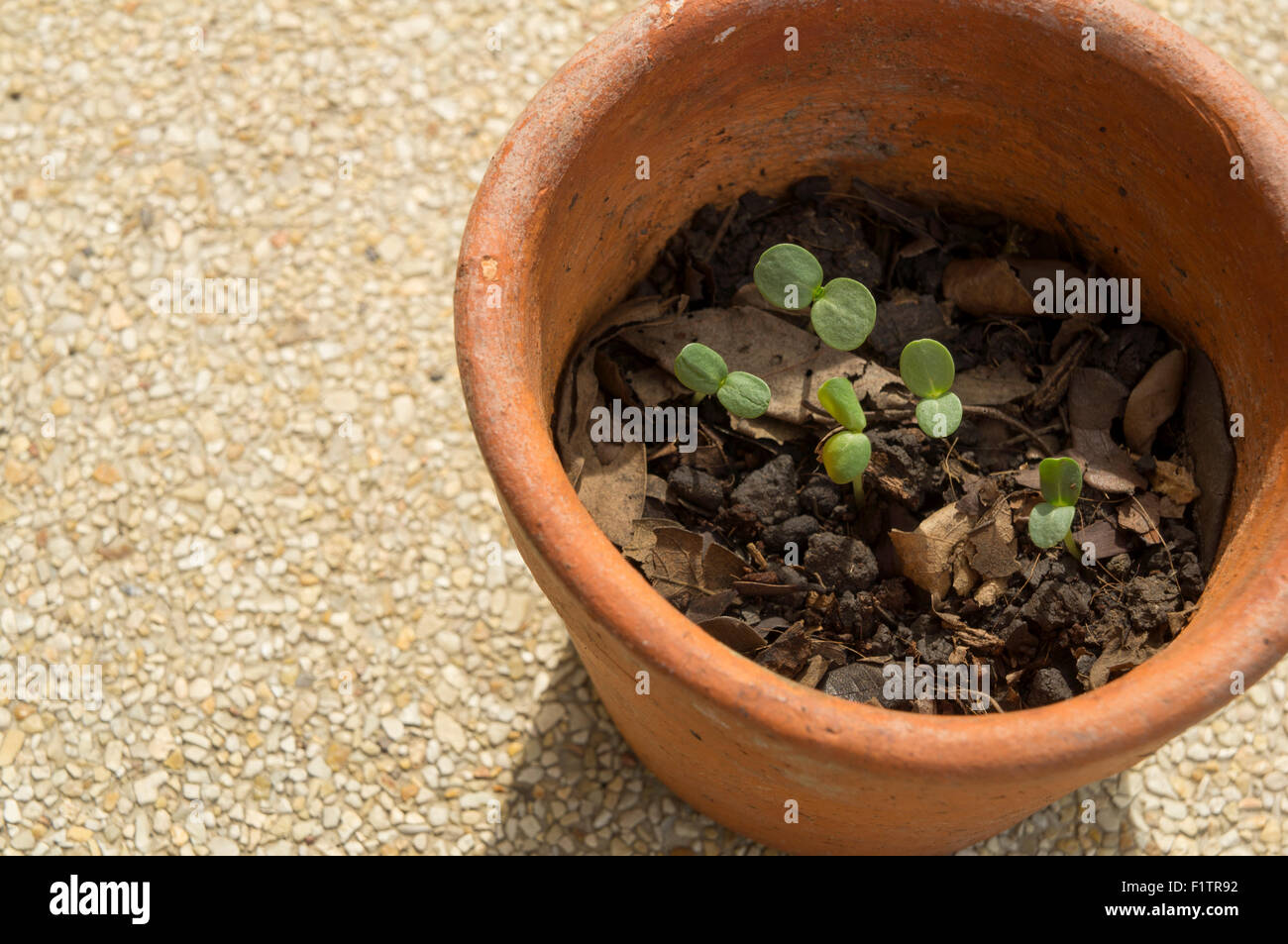 pot plant brown white new shoot young dirt tree Stock Photo - Alamy