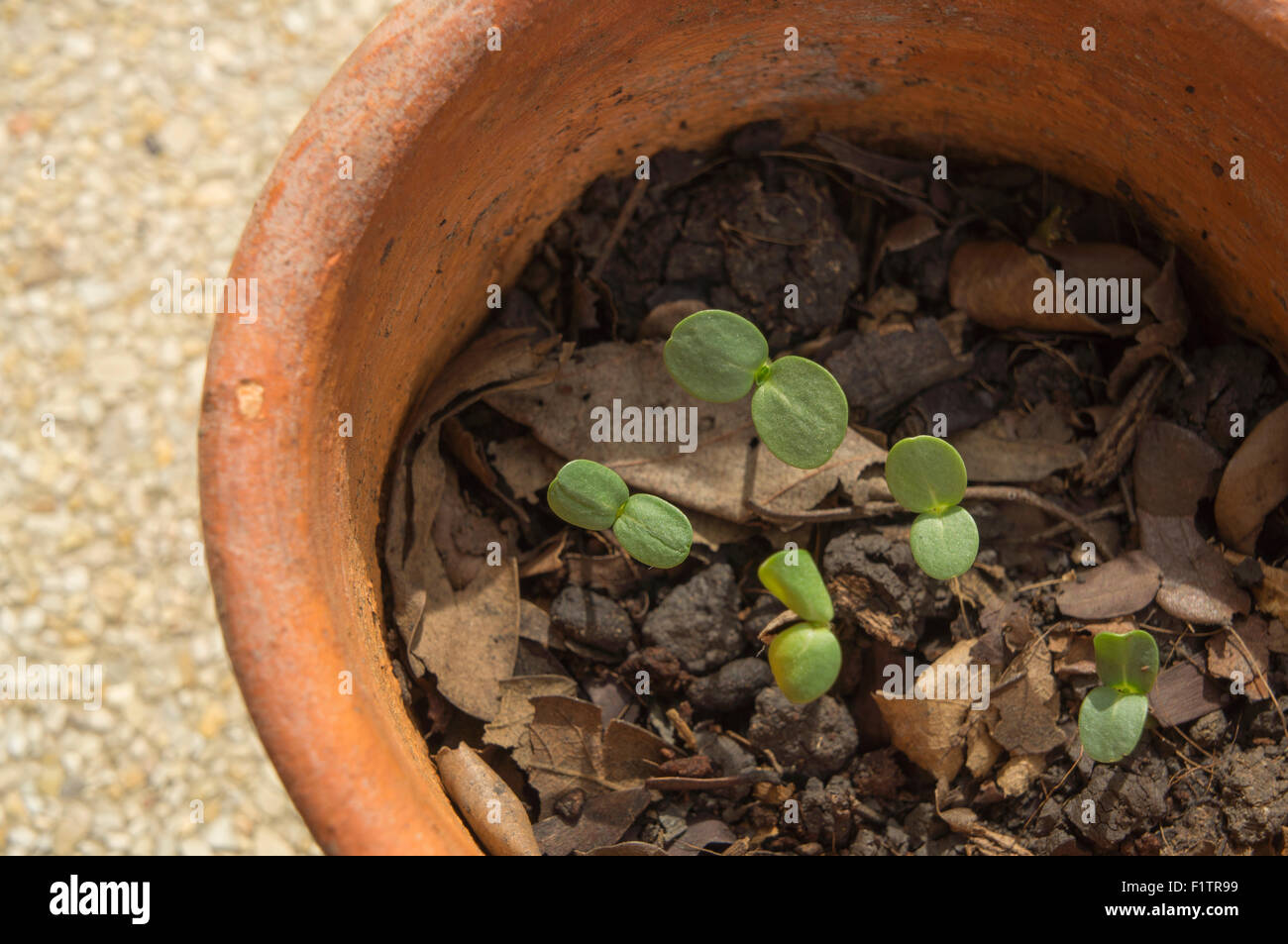 pot plant brown white new shoot young dirt tree Stock Photo - Alamy