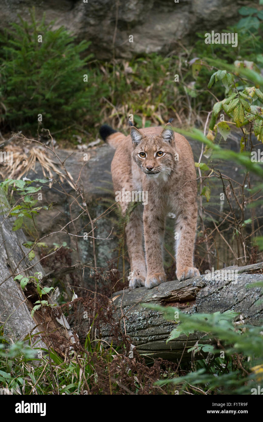 Eurasian lynx lynx lynx stalking hi-res stock photography and images ...