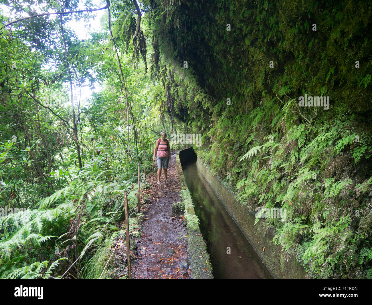 Levadas are irrigation canals built to bring water from the wet north ...