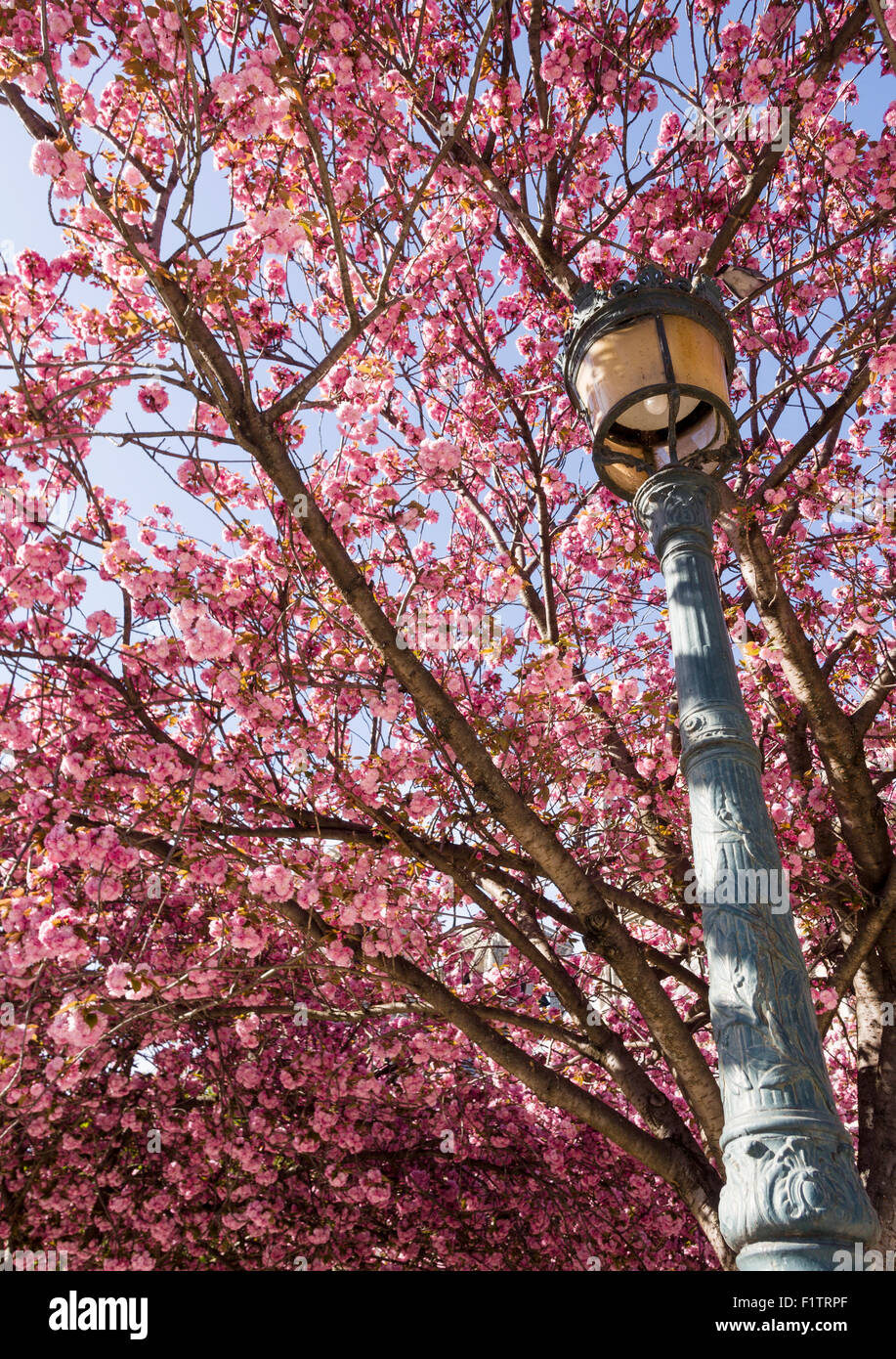 Paris Streetlamp with Spring Blossoms. A street light surrounded by the ...