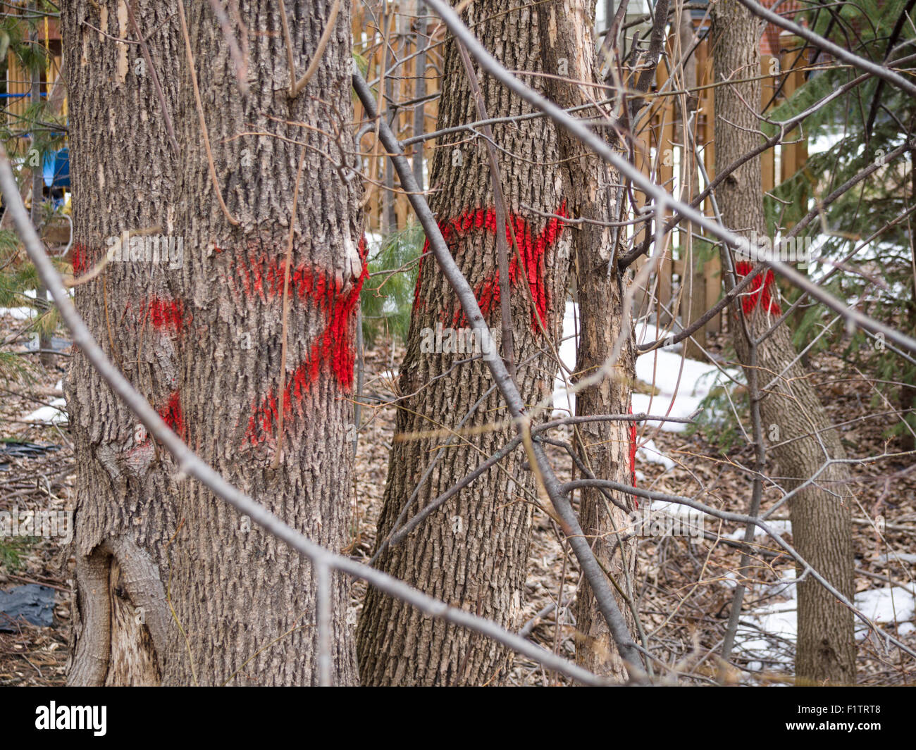 Ash trees marked for cutting. Ash trees affected by the emerald ash ...