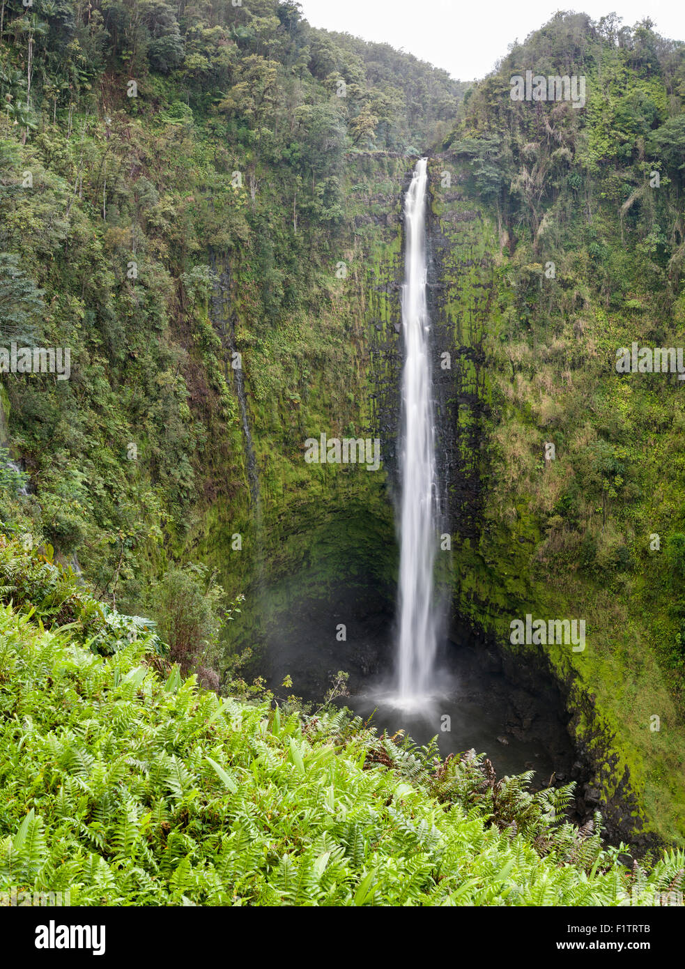 Akaka Falls . A high resolution image of the tall falls surrounded by ...