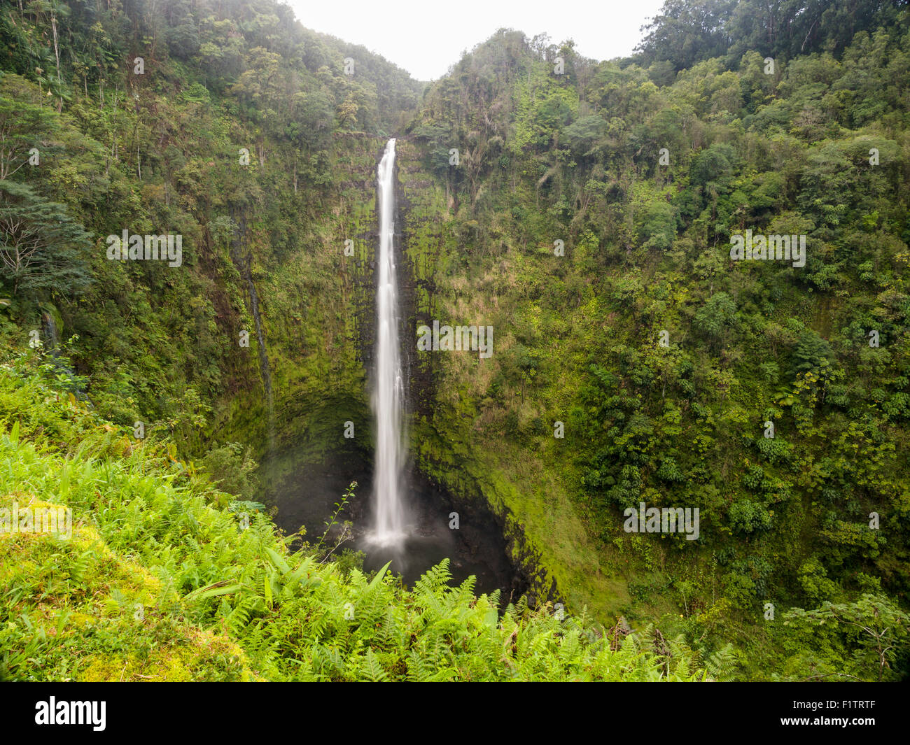 Akaka Falls and its canyon. A wide angle view of the tall falls and the ...