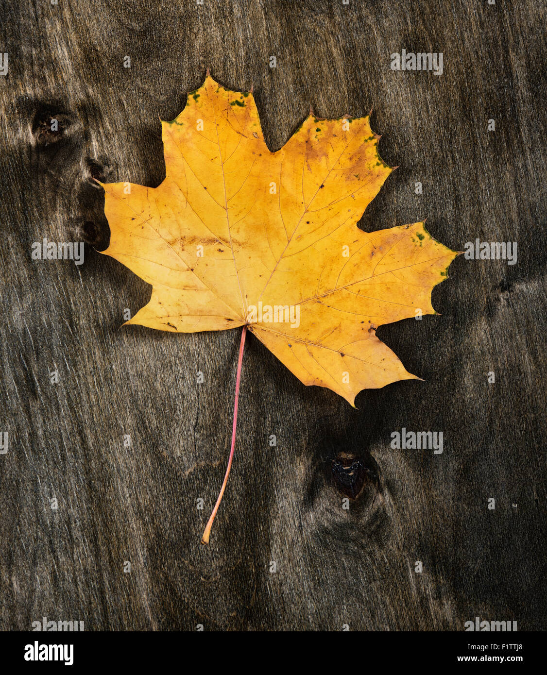 One big maple autumn leaf hi-res stock photography and images - Alamy