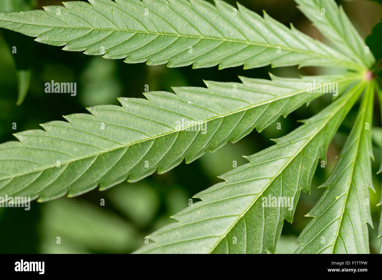 Cannabis leaves hi-res stock photography and images - Alamy