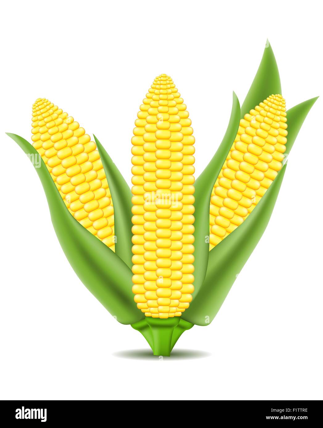 corn vector illustration isolated on white background Stock Vector ...