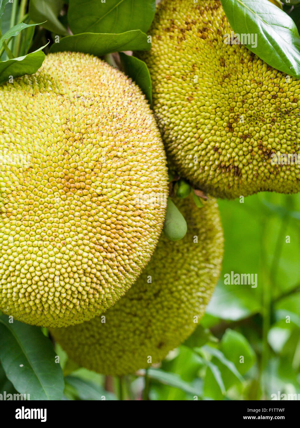 Breadfruit growing on a tree. Three large yellow green breadfruits grow ...