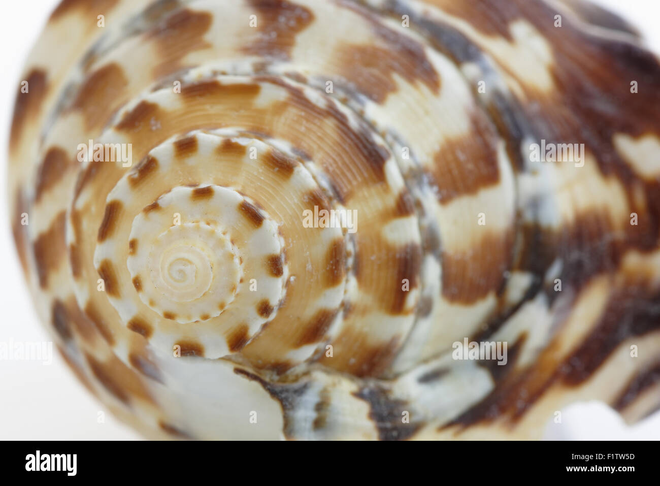 Close up of a spiral sea shell on white Stock Photo - Alamy