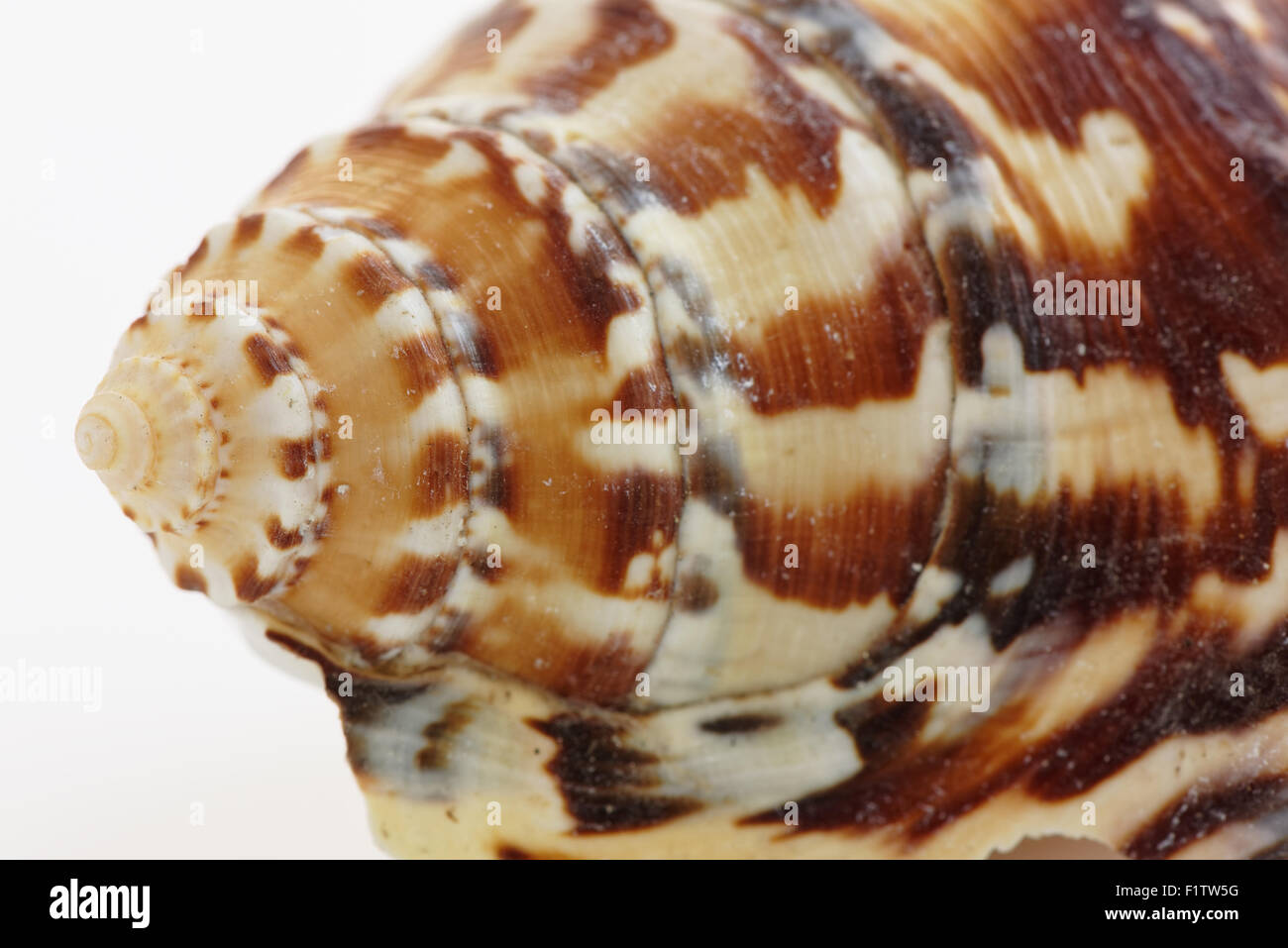 Close up of a spiral sea shell on white Stock Photo - Alamy