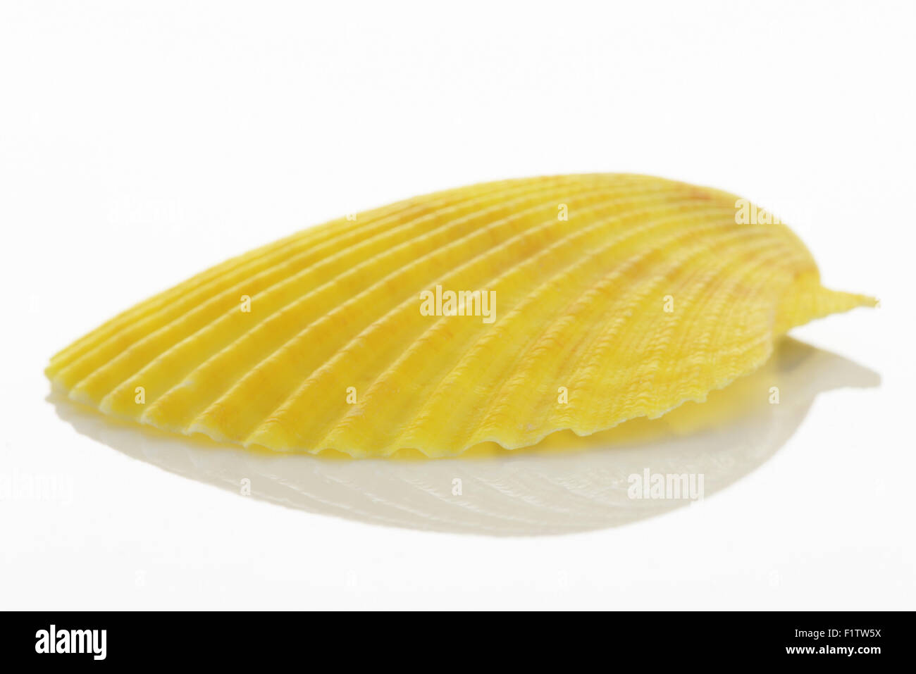 Close up of a yellow Scallop shell (Pecten Albicans) on a white ...