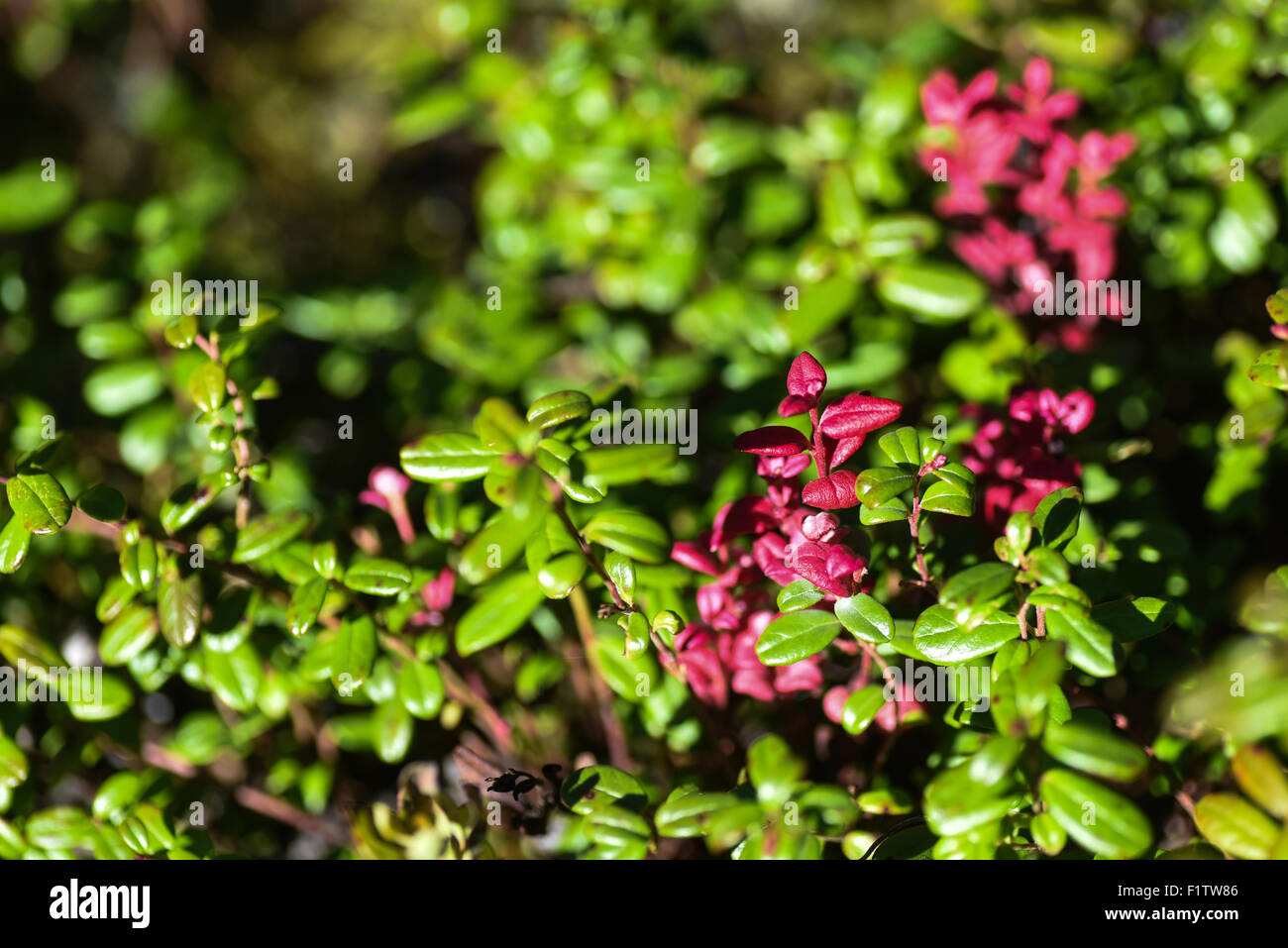 Low bush cranberry plants Stock Photo - Alamy