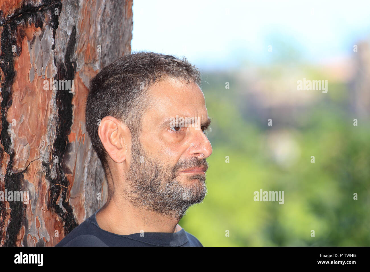 The leaning tree trunk hi-res stock photography and images - Alamy