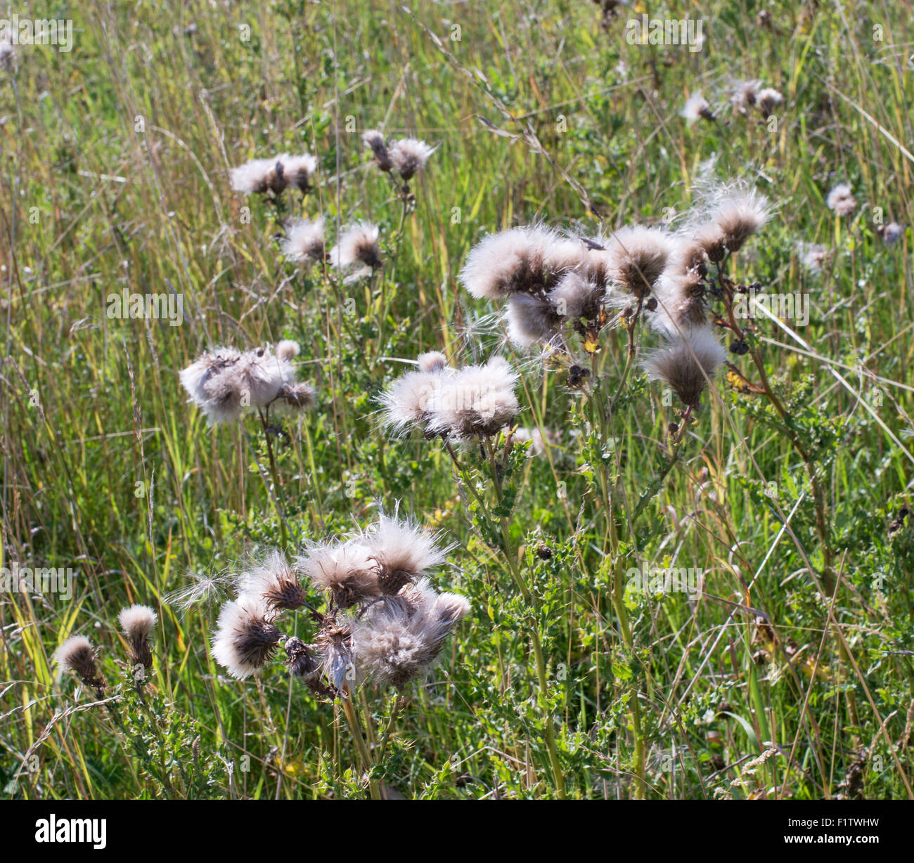 Creeping thistle seeds hi-res stock photography and images - Alamy