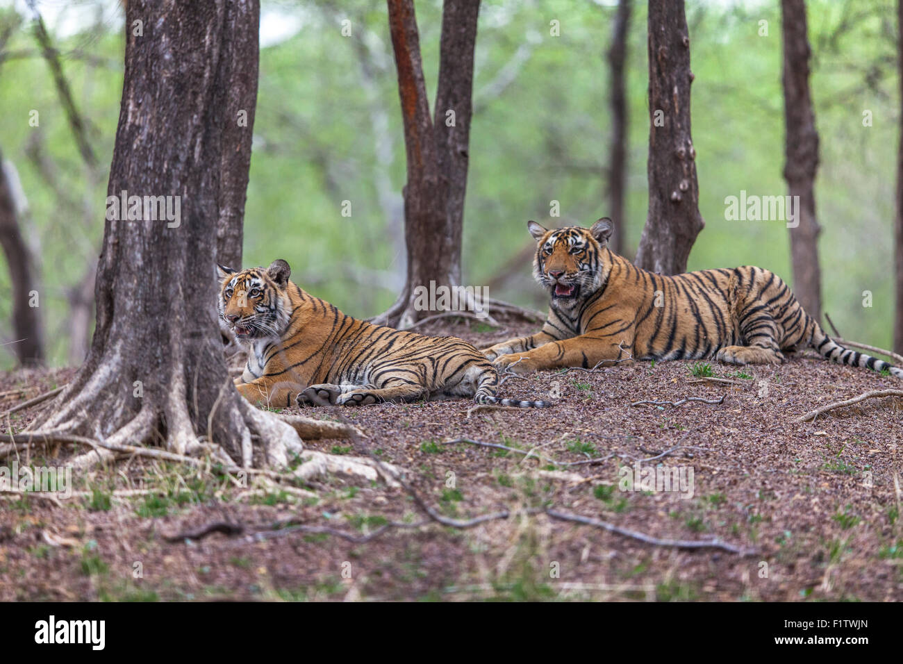 Wild Young Tigers around 13 months in Ranthambhore forest, India ...