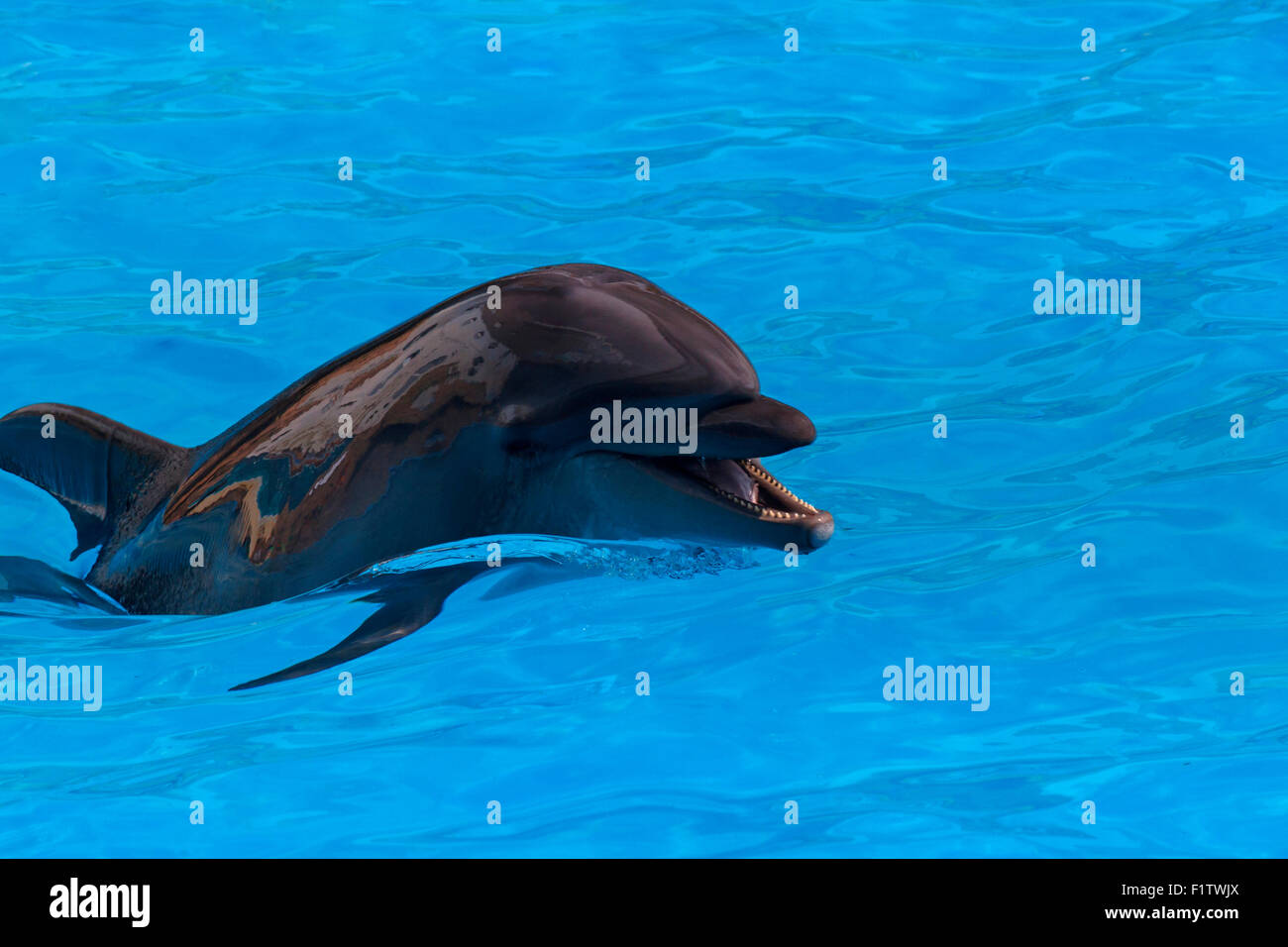 Dolphin head hi-res stock photography and images - Alamy