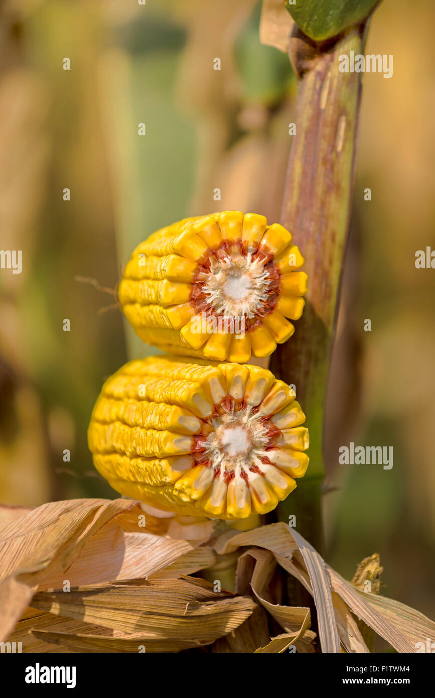 Ear of corn cross section, harvested maize on cob in agricultural field ...