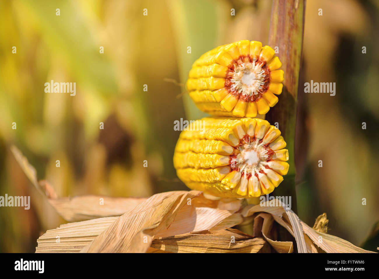 Cross section of harvested ear of corn, maize on cob in agricultural ...