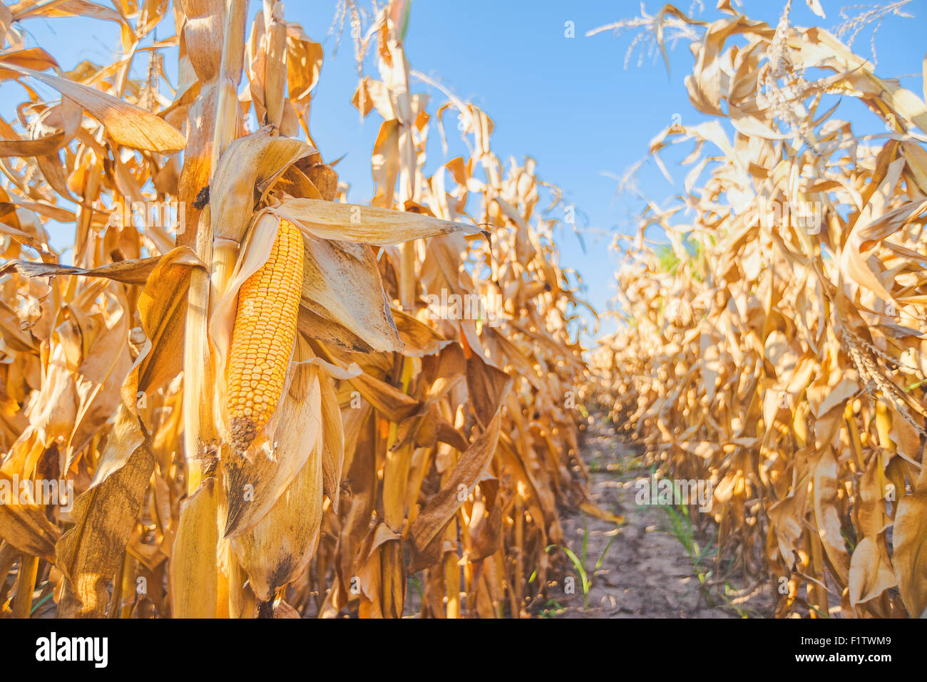 Harvest ready maize ear on stalk in cultivated corn field, close up ...