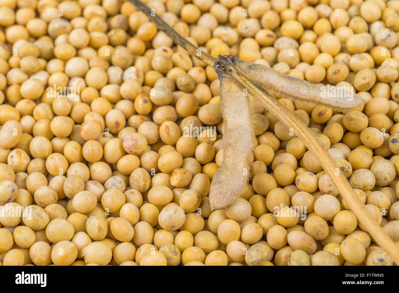 Single Soybean Seed