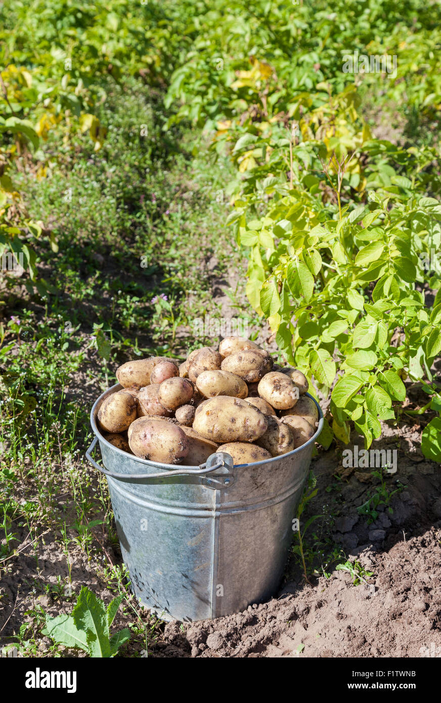 First harvest of organically grown new potatoes Stock Photo - Alamy