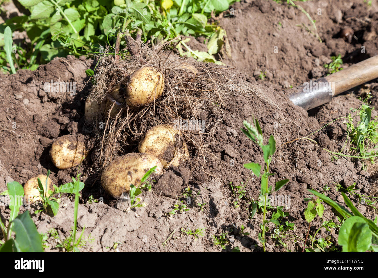 Digging potatoes with shovel on the field from soil. Potatoes ...