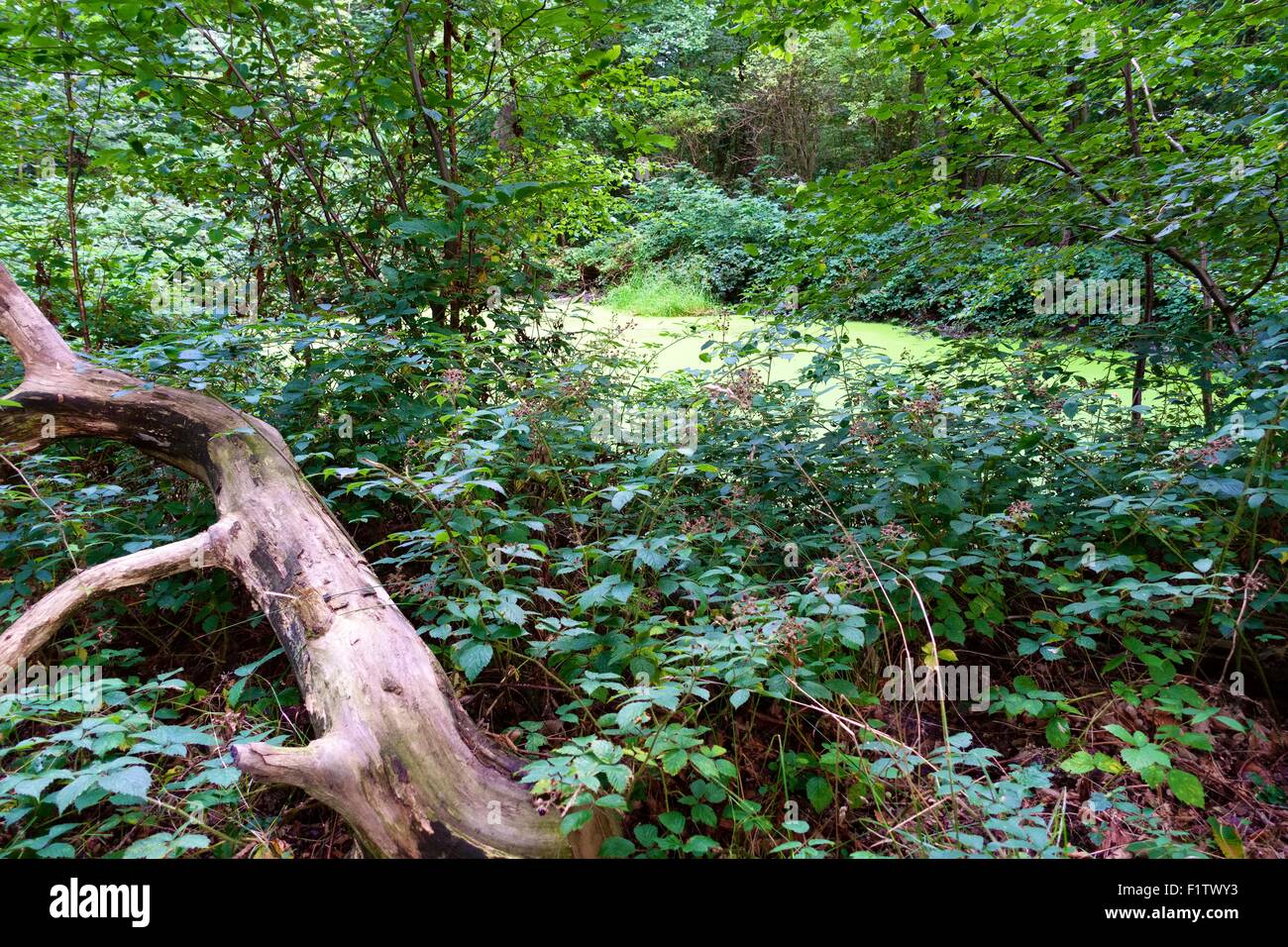 Pond in the forest Stock Photo - Alamy