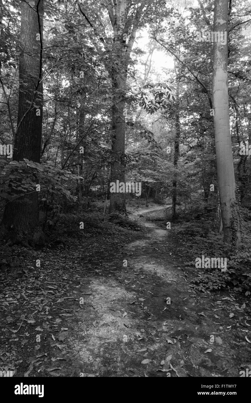 Twisty path in the forest Stock Photo - Alamy