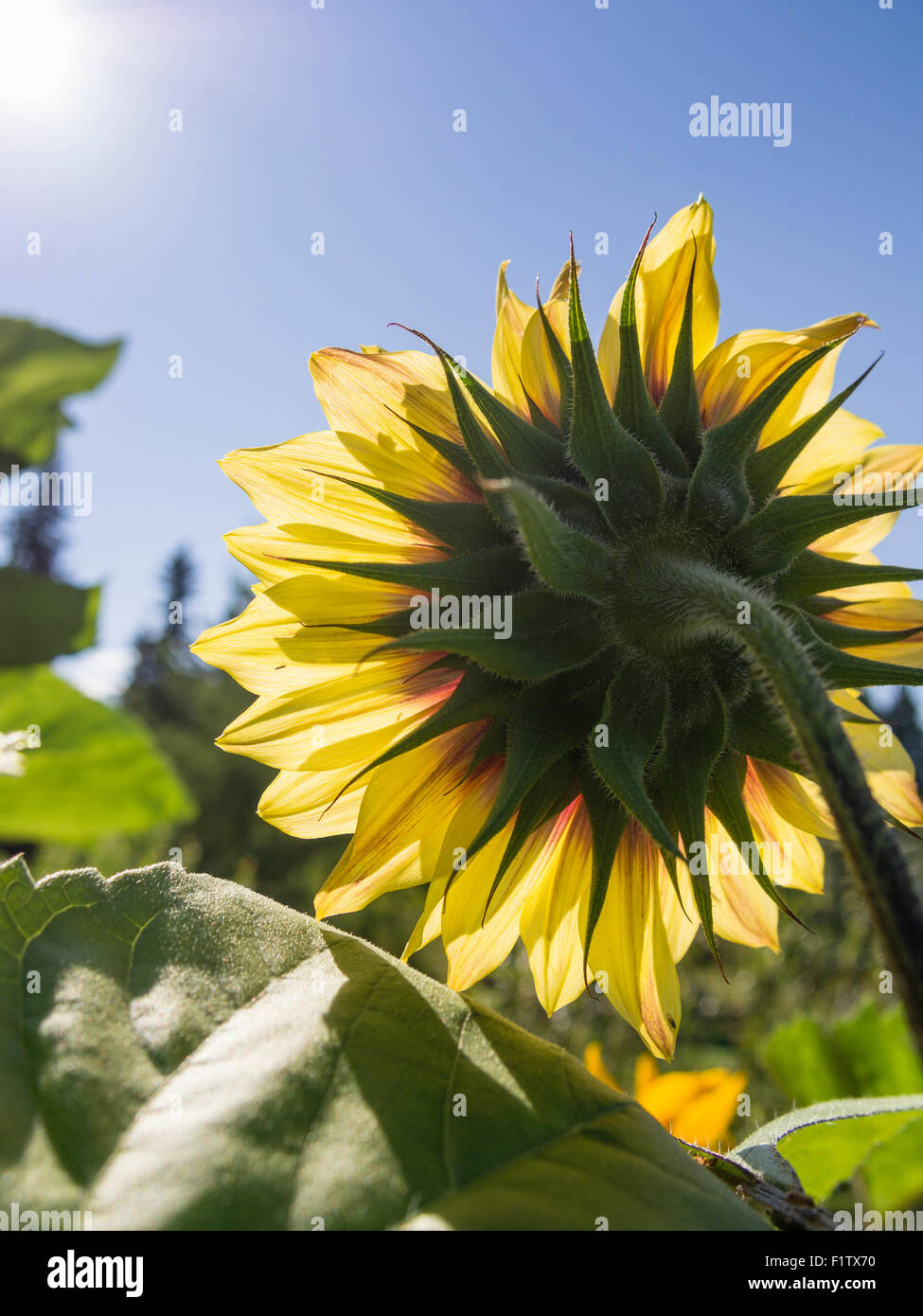 Sunflower head facing a bright sun. A yellow sunflower from behind as ...