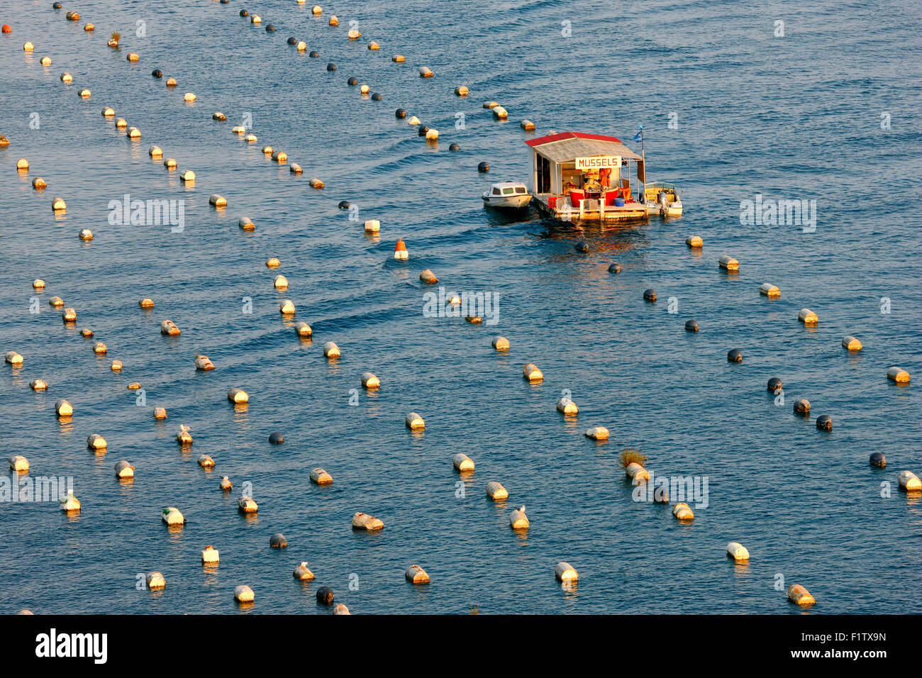 Farming mussels hi-res stock photography and images - Alamy