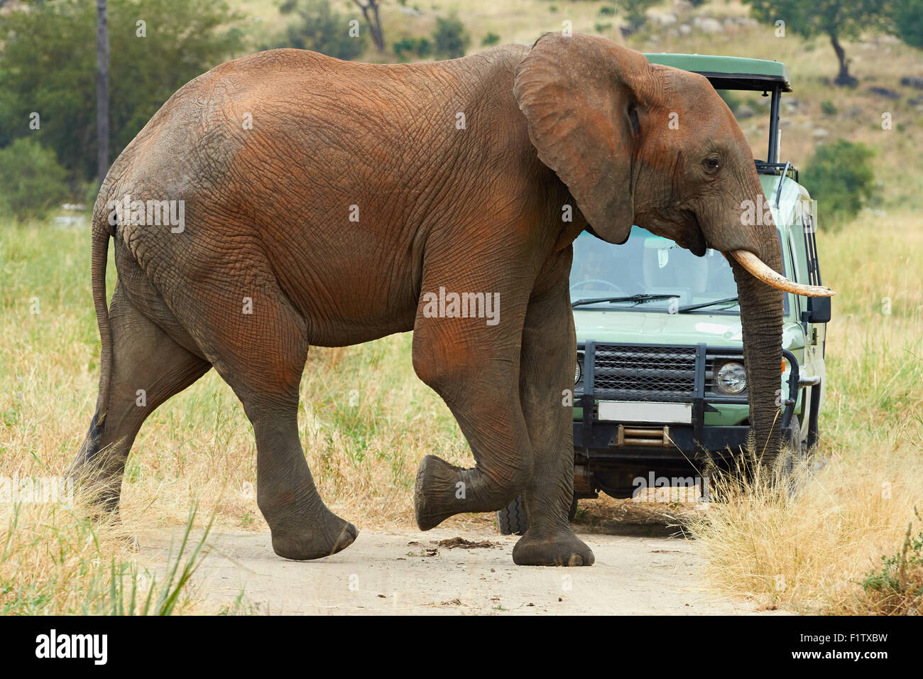 An elephant crossing the road to an off road vehicle during a safari in ...